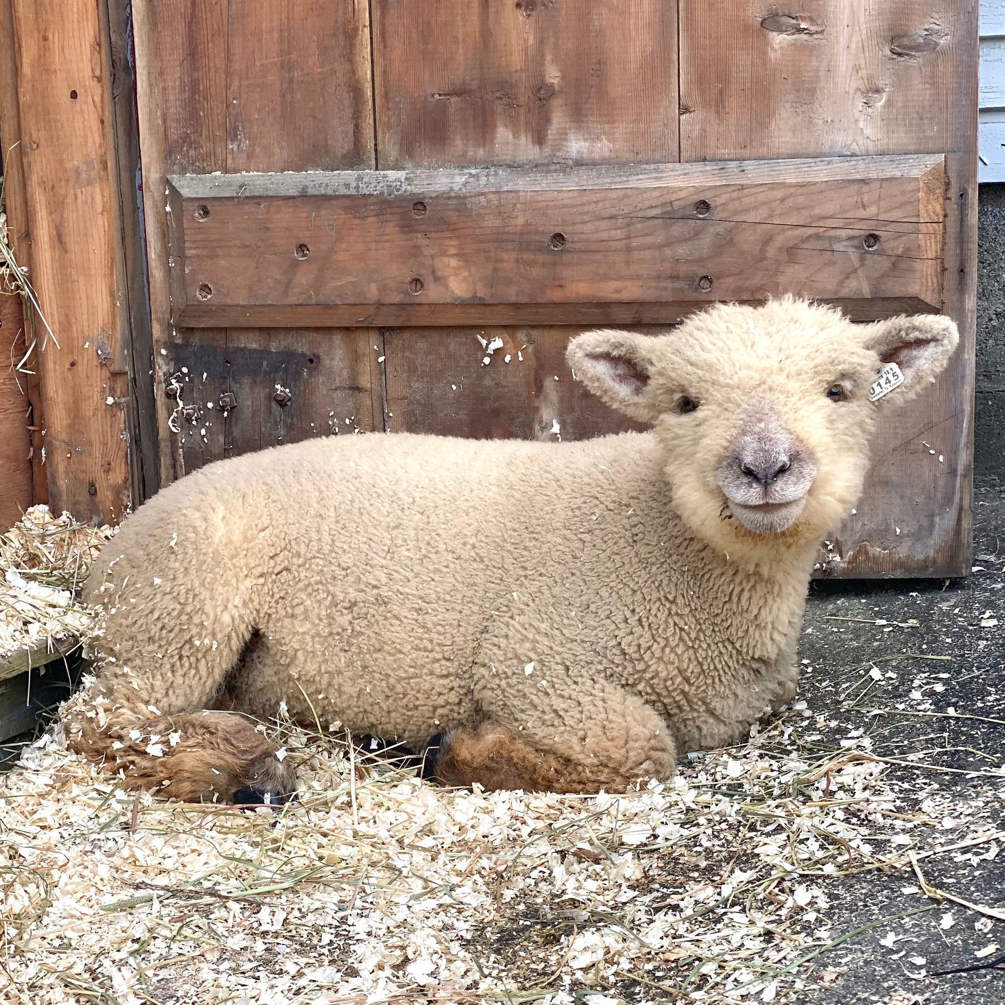 About Us – Johnson Woolen Mills